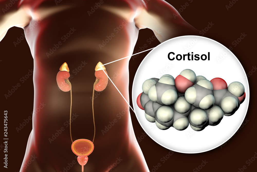 Molecule of cortisol hormone and adrenal gland, 3D illustration ...