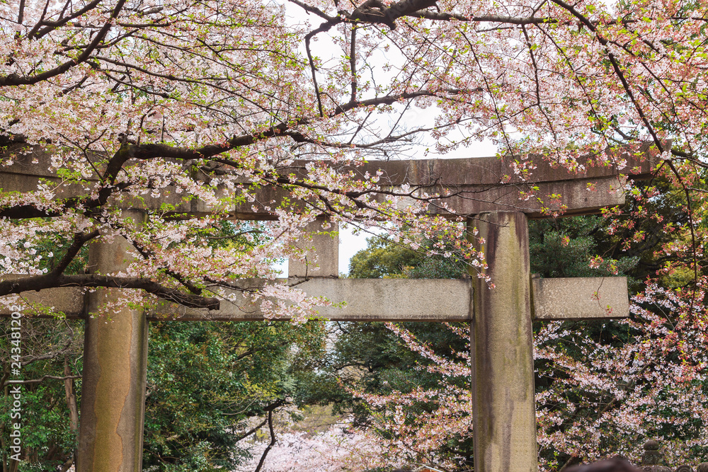 Beautiful sakura cherry blossom in Ueno park, spring season at Tokyo ...