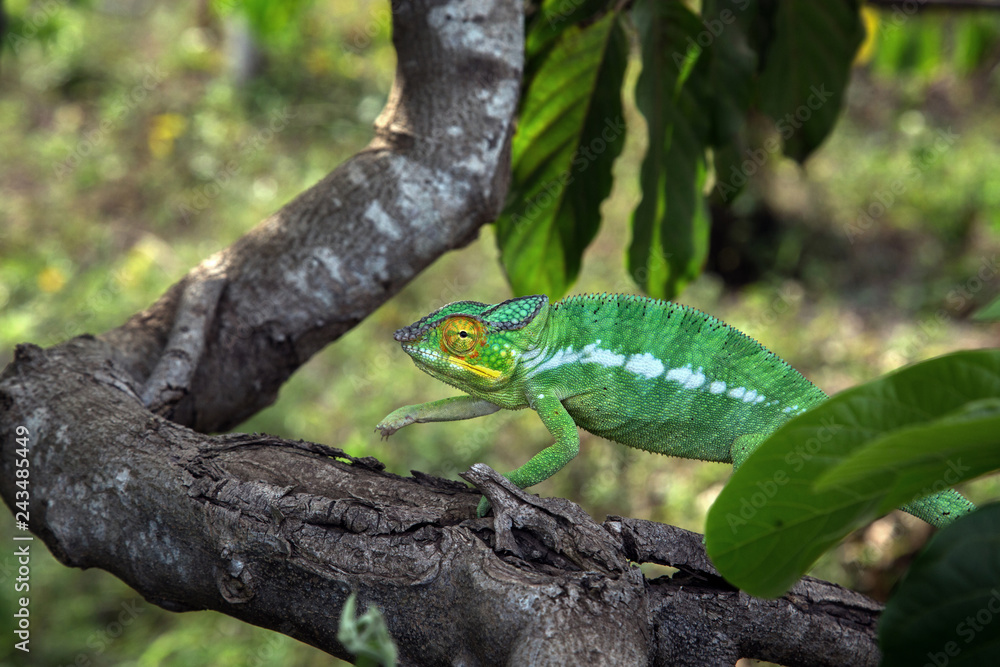Green chameleon moves along the tree trunk in the jungle of Nosy Be ...