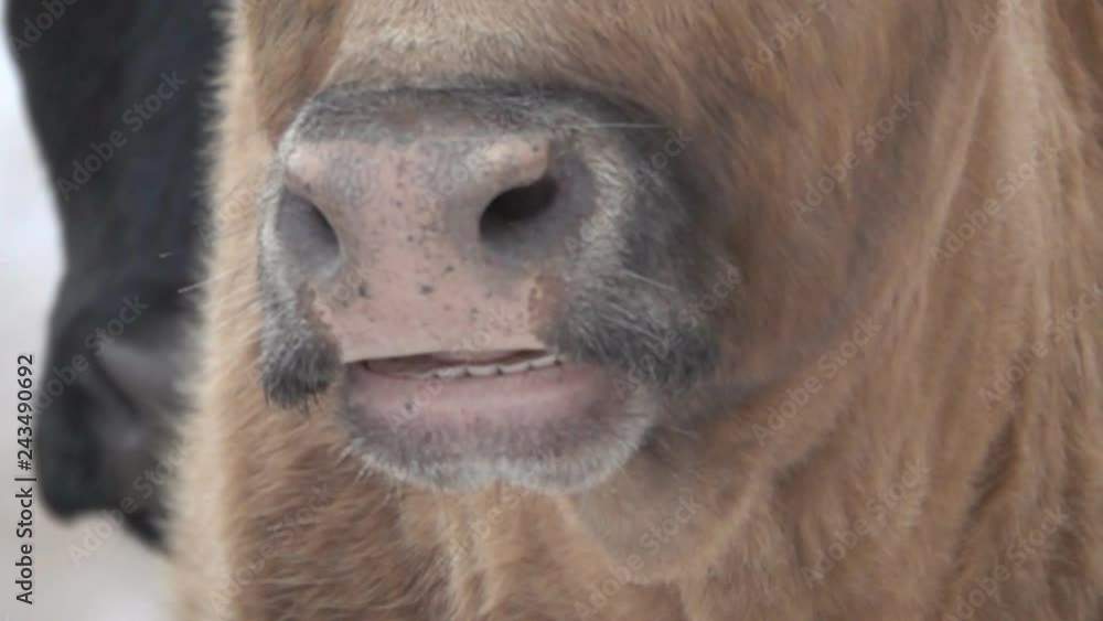 face of bull close-up, slowly opens mouth, stretched lips, appearance ...