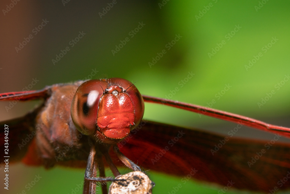 Half body left side view of Indonesian Red winged Dragonfly ...
