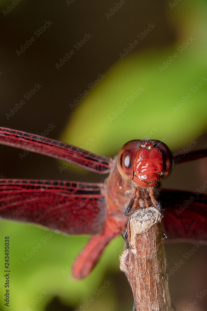 Full body potrait shot of an Indonesian Red winged Dragonfly ...