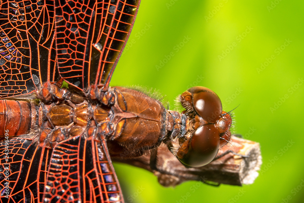 Indonesian Red winged Dragonfly - Neurothemis terminata. Top down view ...