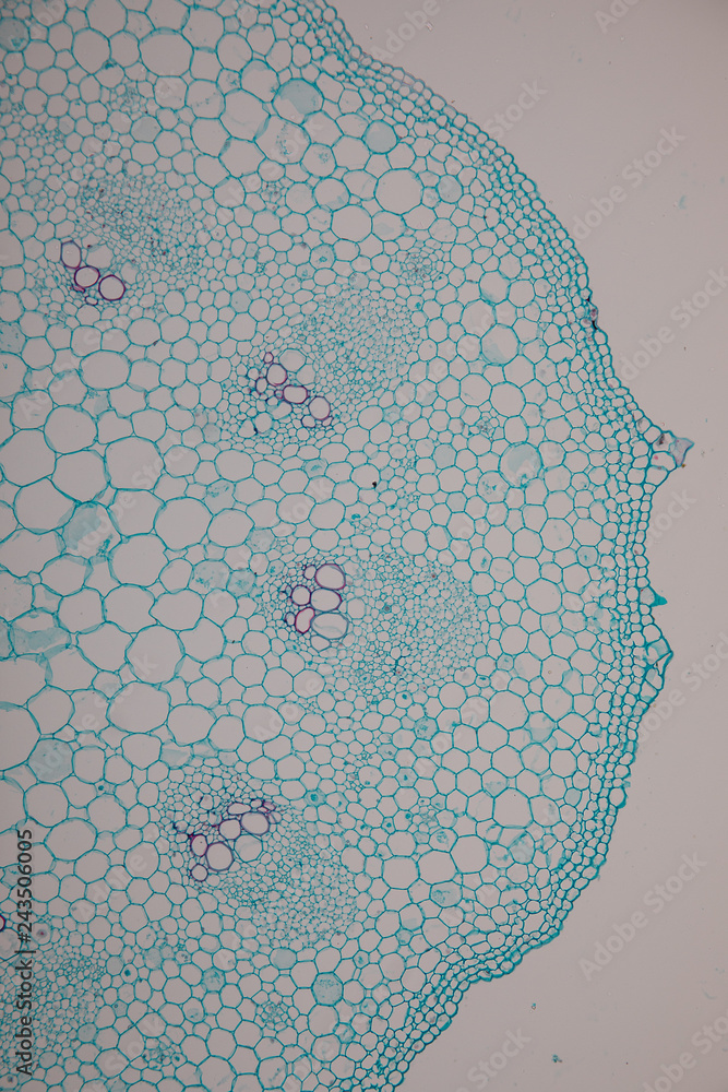 Dicot Root Microscope