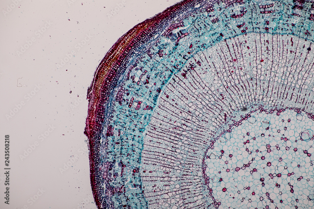 Monocot Stem Under Microscope