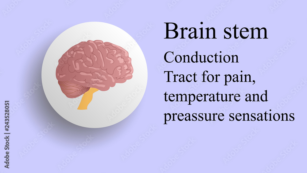 Brain Stem Function
