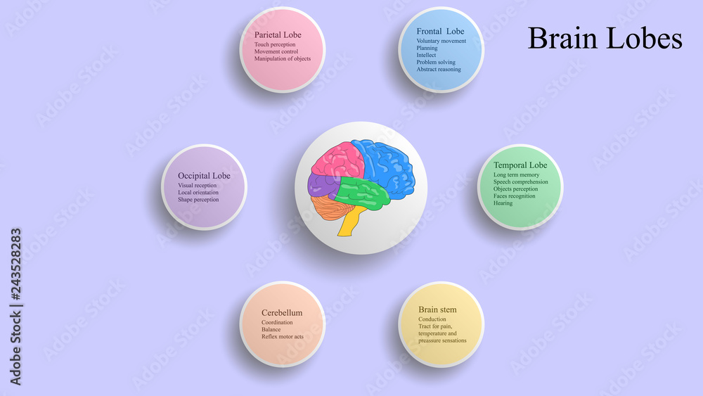 Brain lobes vector illustration. Human brain infographic vector. Brain ...