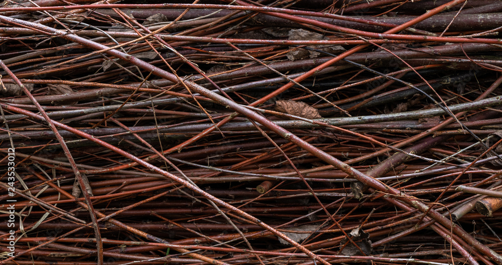 Reisig Stock Photo | Adobe Stock