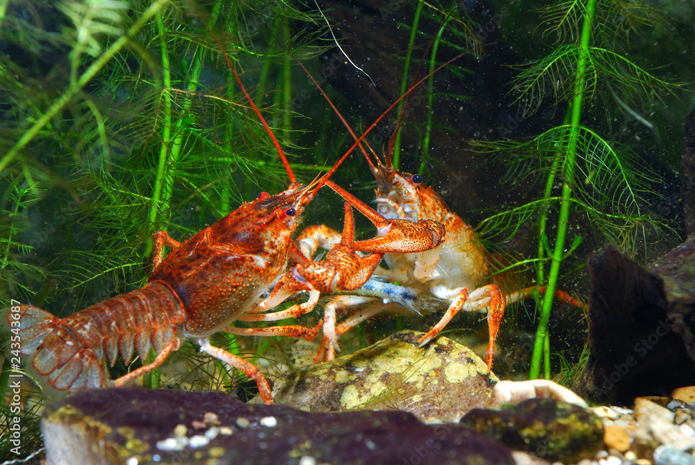 Crayfish Habitat