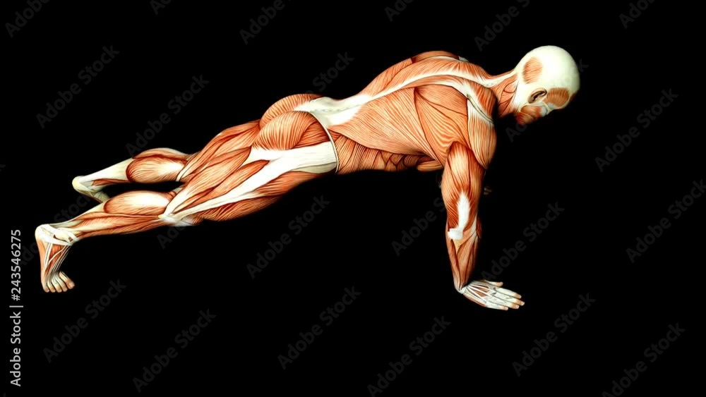 Visible Muscles And Tendons Medical Anatomy Animation Stock ビデオ | Adobe ...