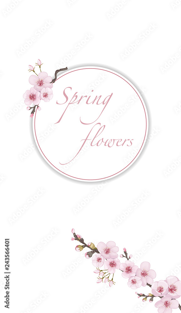 Flying sakura flowers. Magenta on white background. Theme design cover ...