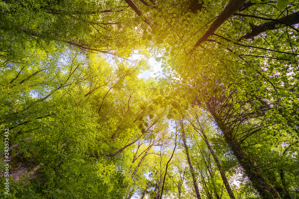 Green forest. Tree with green Leaves and sun light. Bottom view ...