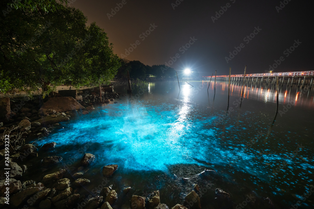 Bioluminescent Plankton Light Up the Sea, The Mesmerising Phenomenon ...
