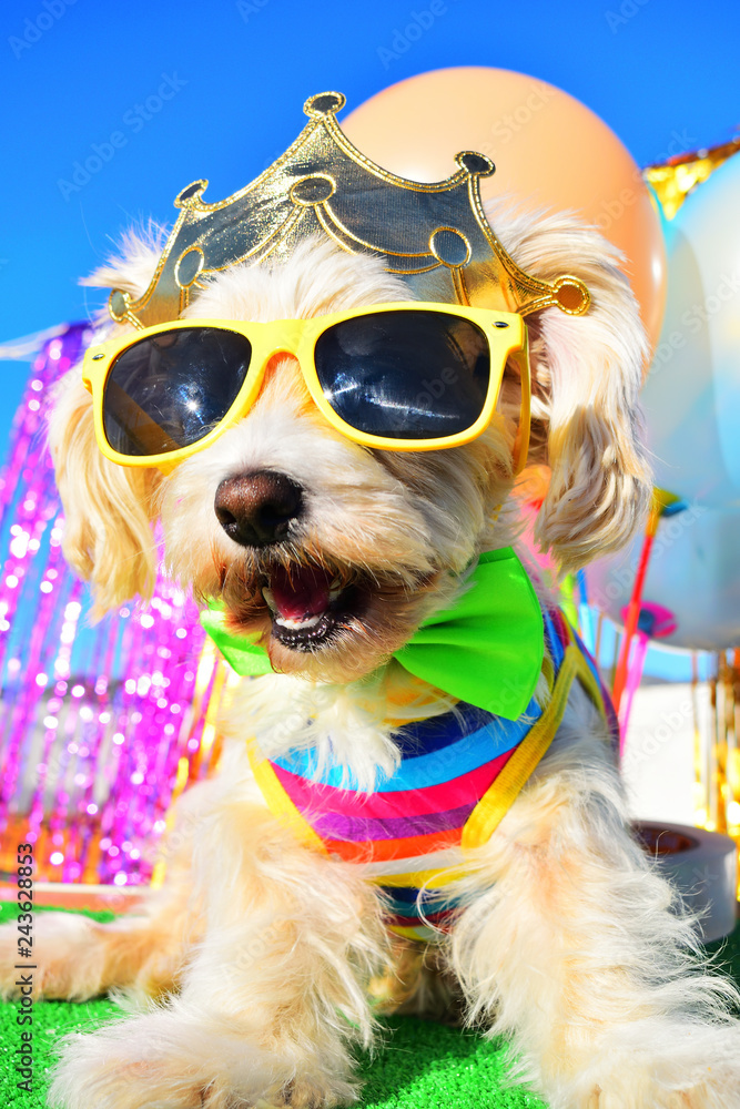 happy party dog Stock-Foto | Adobe Stock