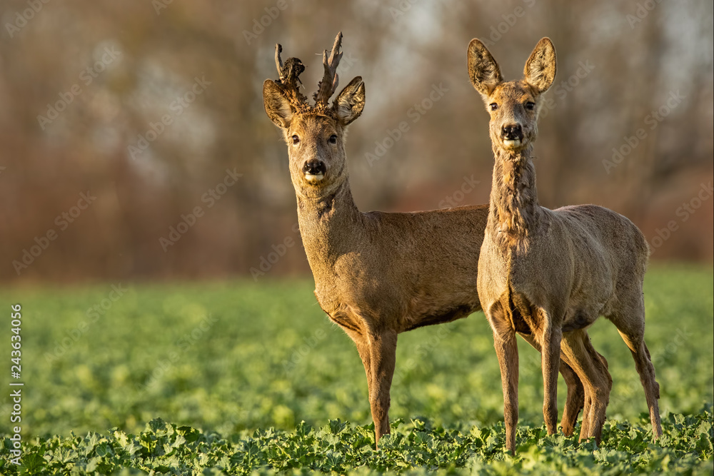 Roe deer, capreolus capreolus, couple at sunset in spring. Male and ...