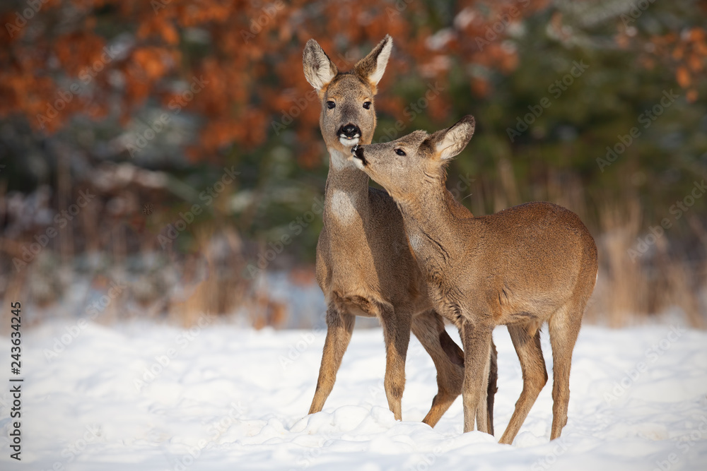 Mother and son roe deer, capreolus capreolus, in deep snow in winter ...