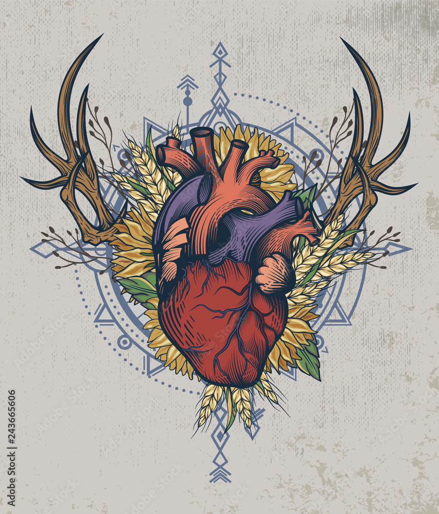 Colorful anatomical human heart poster in engraving technique with ...