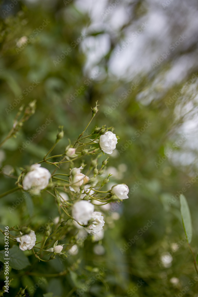Wofür Stehen Weiße Rosen