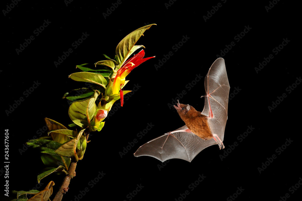 Orange nectar bat, Lonchophylla robusta, flying bat in dark night ...