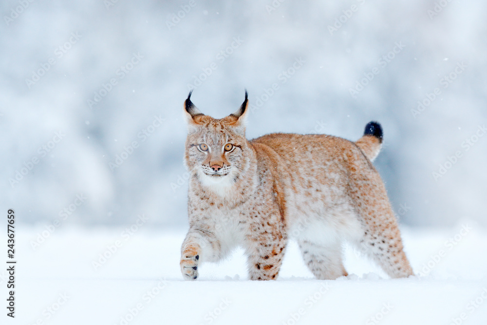 Eurasian Lynx, wild cat in the forest with snow. Wildlife scene from ...