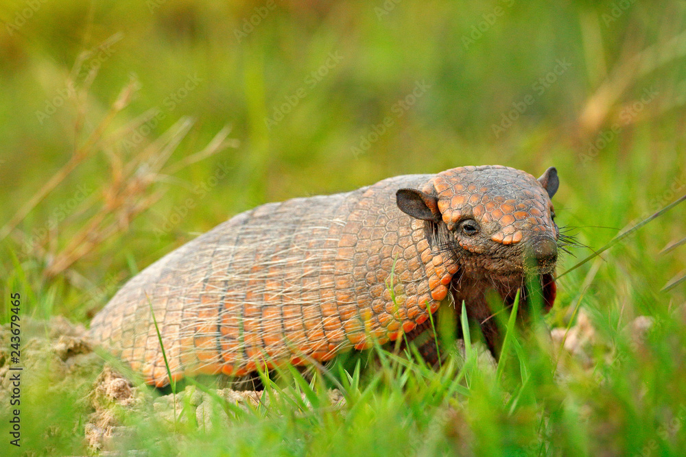 Six-Banded Armadillo, Yellow Armadillo, Euphractus sexcinctus, Pantanal ...