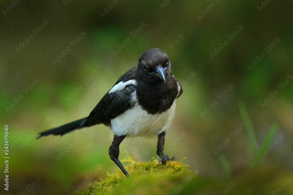 European Magpie