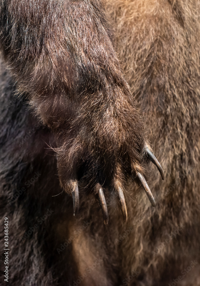 Brown Bear Paws
