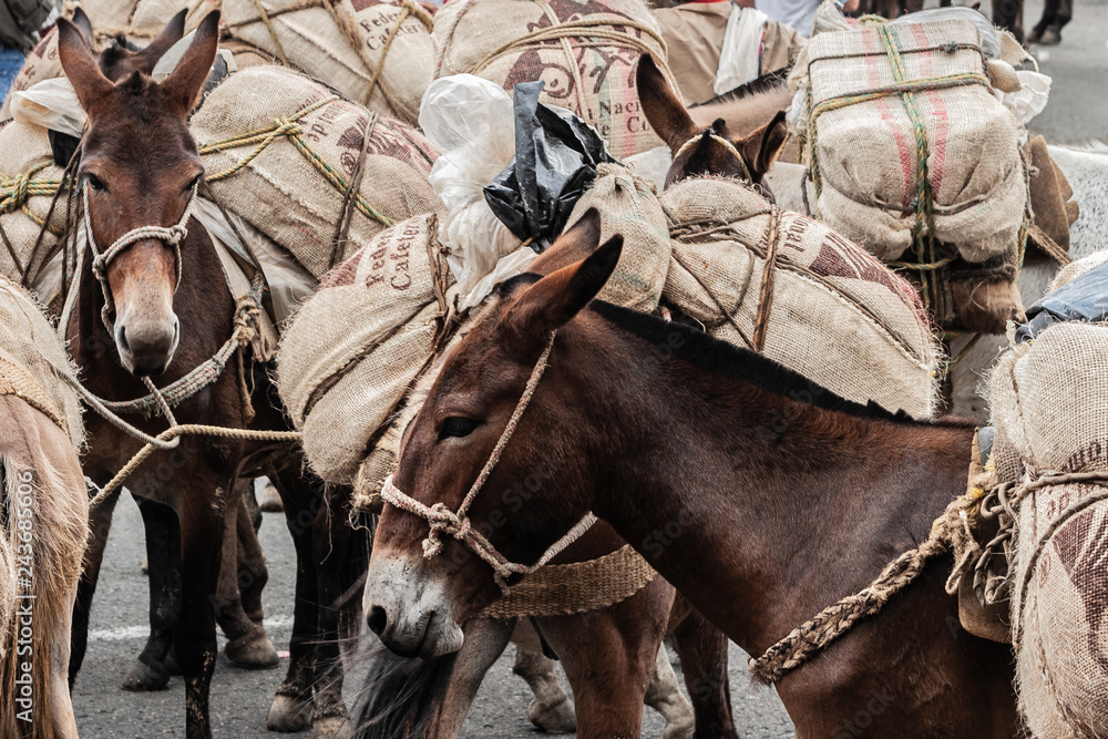Mulas, los Arrieros usan sus mulas para cargar el Café en Antioquia ...