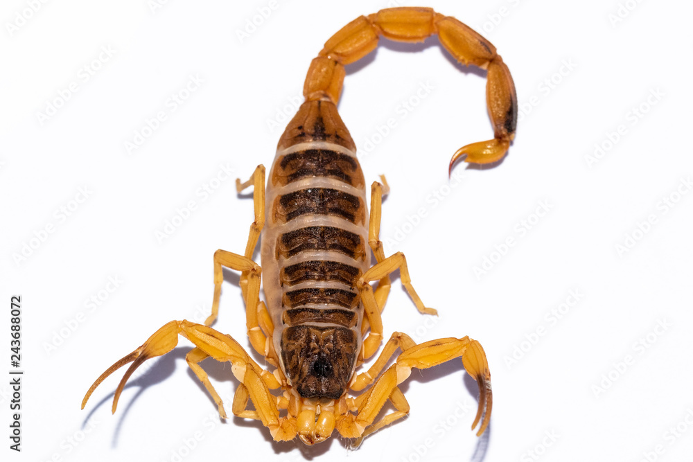 Tityus serrulatus, the most venomous scorpion in Brazil, is commonly ...