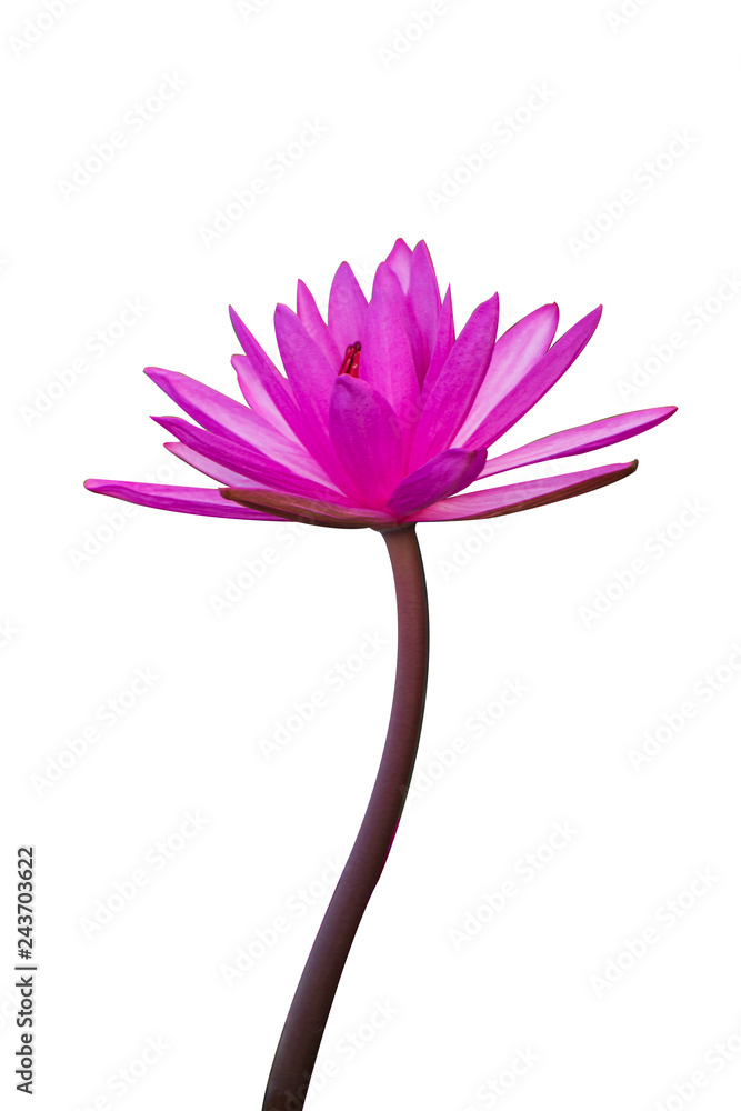 What Does The Lotus Flower Represent Buddhism | Best Flower Site