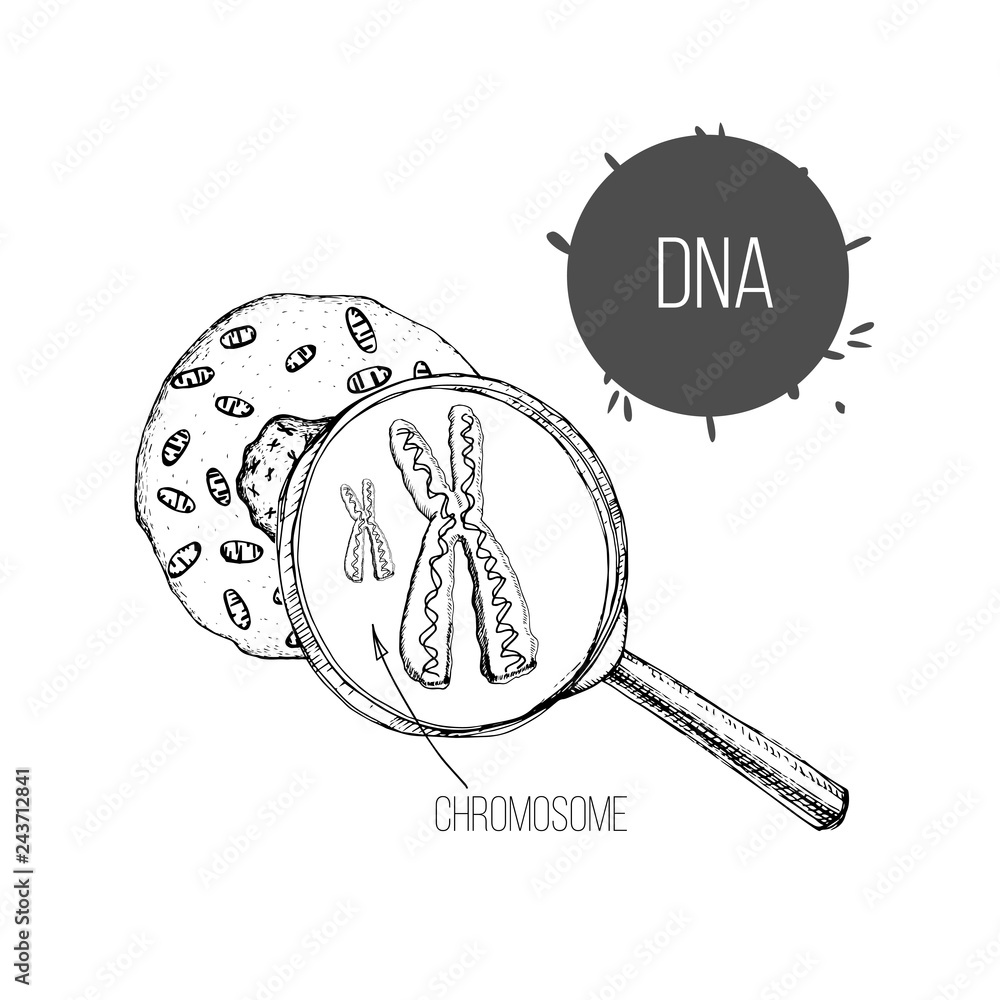 illustration of hand drawn sketch the structure of DNA under magnifier ...