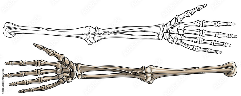 Graphic detailed black and white human skeleton bone hands. Isolated on ...
