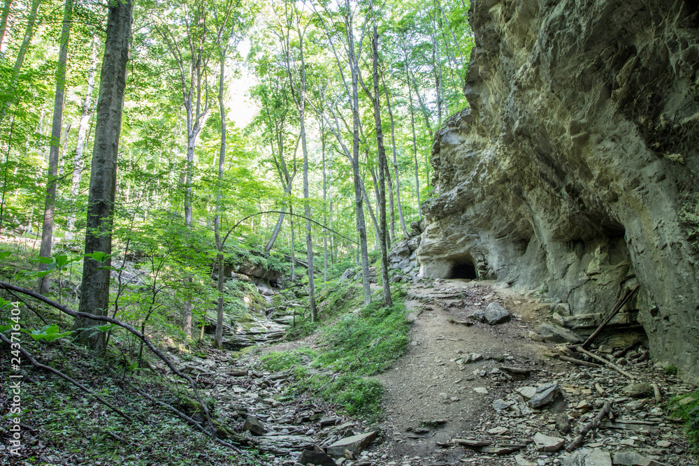 Vertical Kentucky Forest Landscape. Lush green forest landscape in the ...