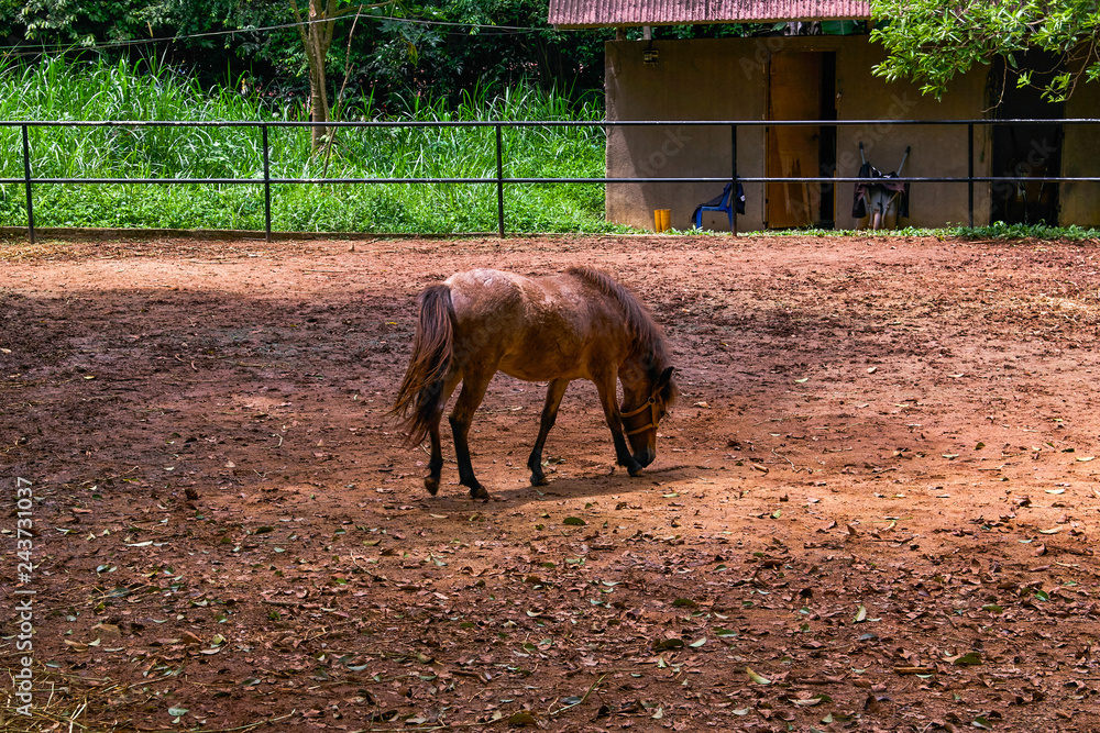 Kuda Padi also known as Bajau Pony Stock Photo | Adobe Stock