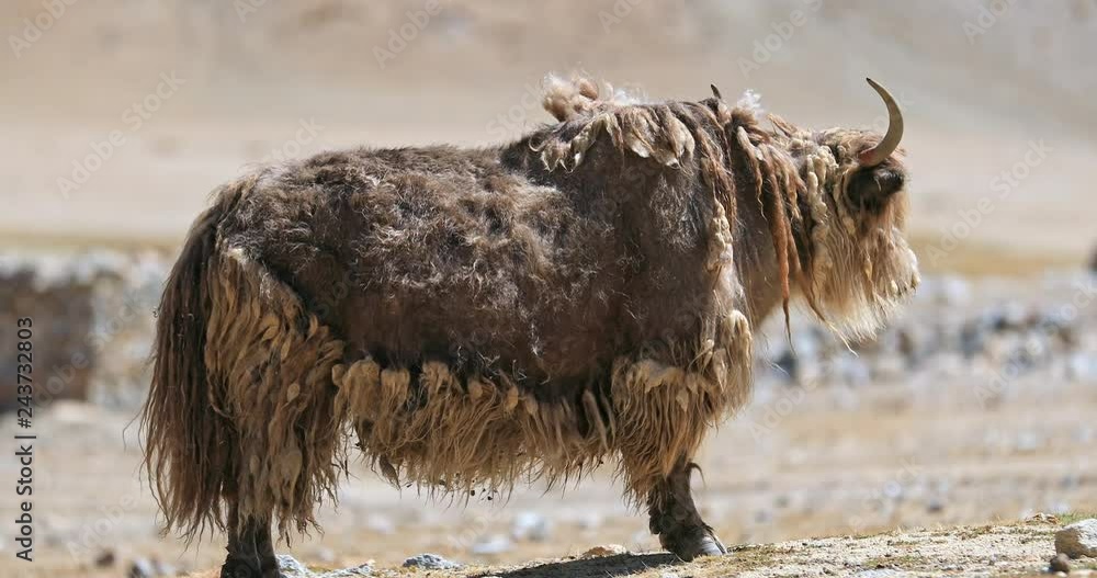 Yak himalayan animal in wild nature in high altitude of Tibet. Portrait ...