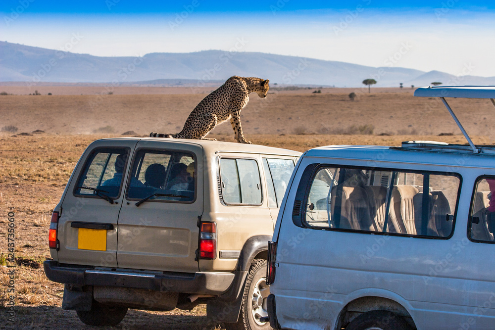 Kenya. Africa. Safari by car. Leopard sits on the roof of the car ...