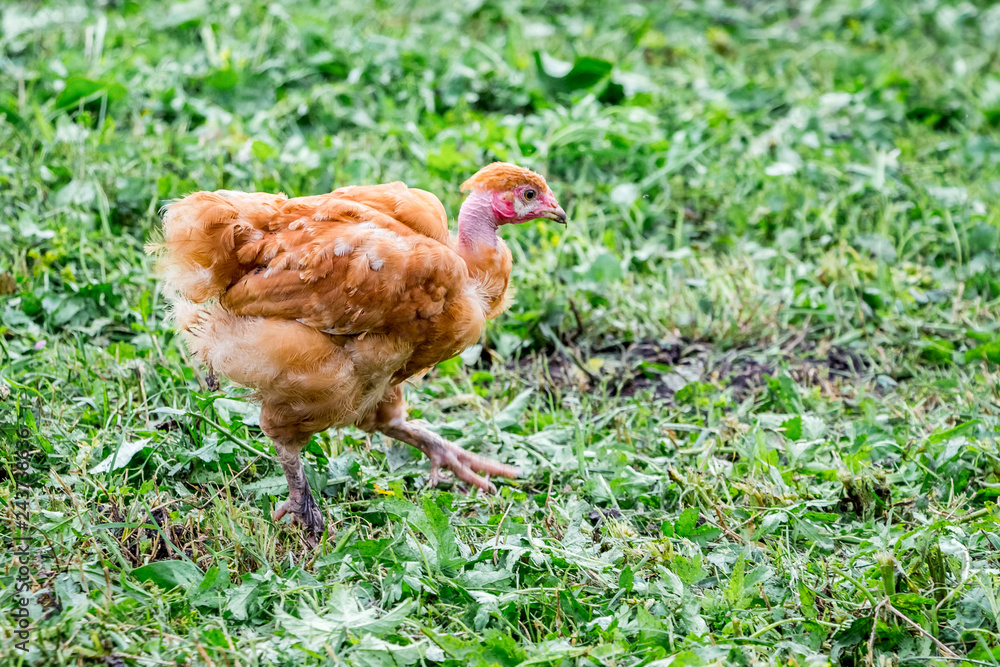 Young brown chicken of breed bare neck to walk through the garden ...