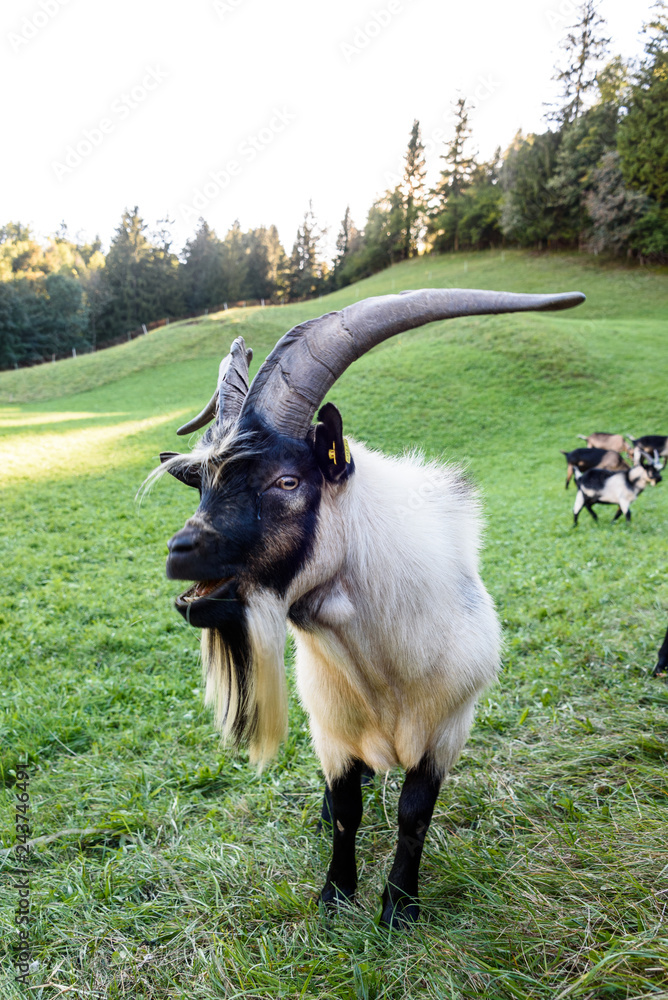 Ziege (Bock) auf einer Weise in Mittenwald in Bayern Stock Photo ...