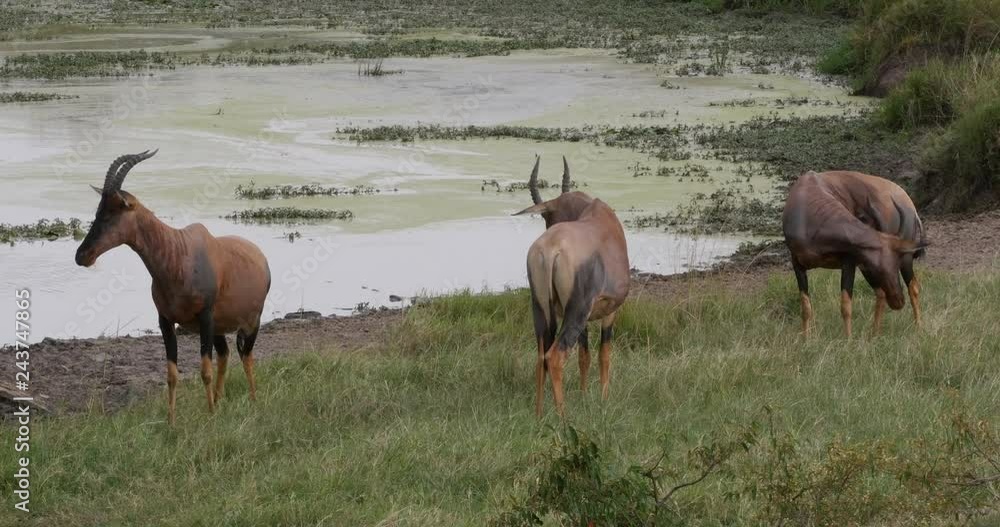 Topi, damaliscus korrigum, Group standing at the Water hole, Masai Mara ...