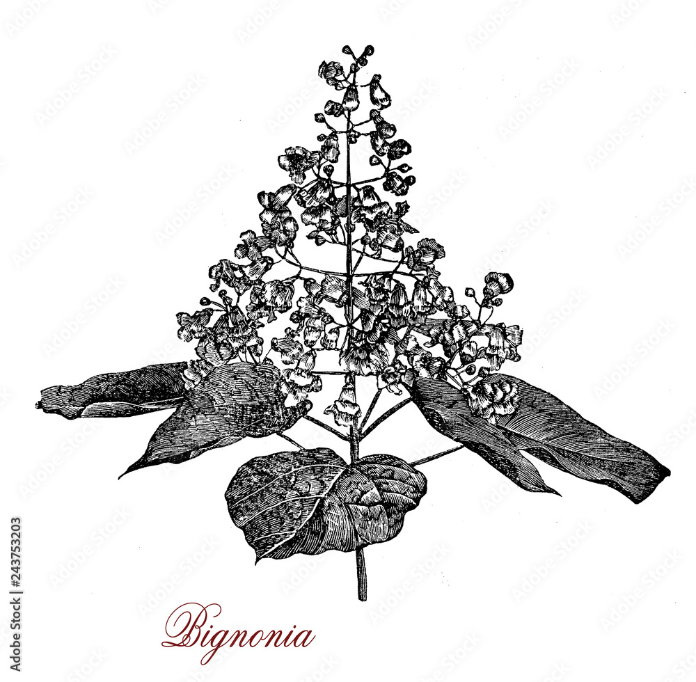 Bignonia capreolata, crossvine native to North America with long ...