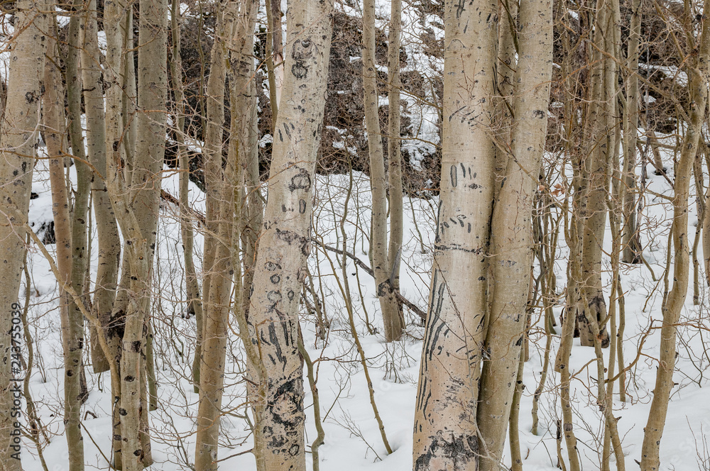 Claw marks on a tree made by a bear, June Lake Loop, SIerras ...