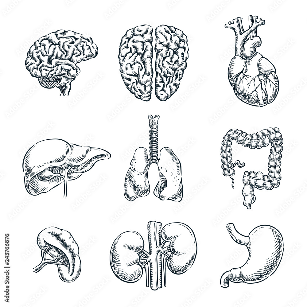 Human internal organs. Vector sketch isolated illustration. Hand drawn ... Human internal organs. Vector sketch isolated illustration. Hand drawn ...