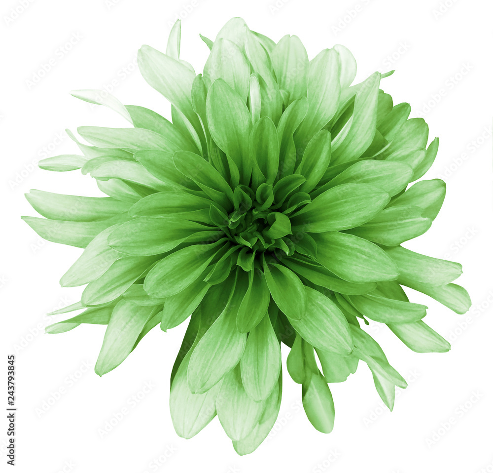 Green Dahlia Flower