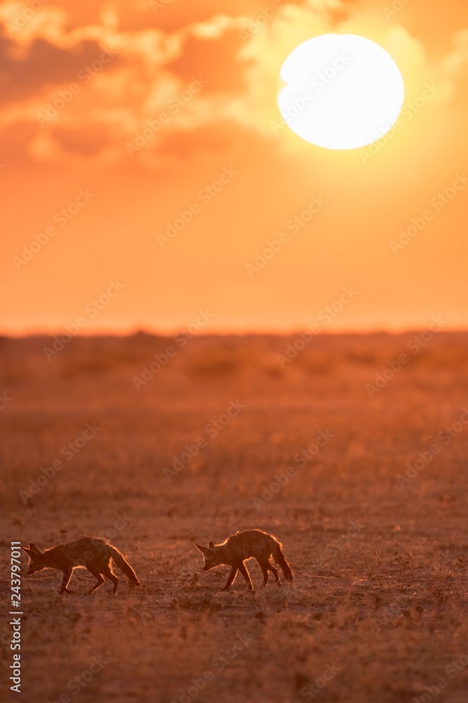 Bat-eared foxes (Otocyon megalotis), sunset foraging, dry grassland ...