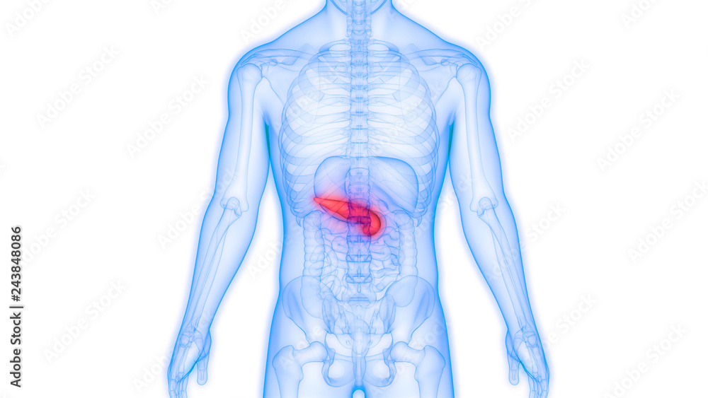Human Pancreas Anatomy Stock Illustration | Adobe Stock