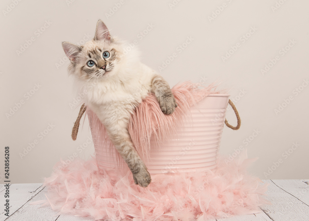 Pretty ragdoll cat with blue eyes in a pink bucket on a pastel colored ...