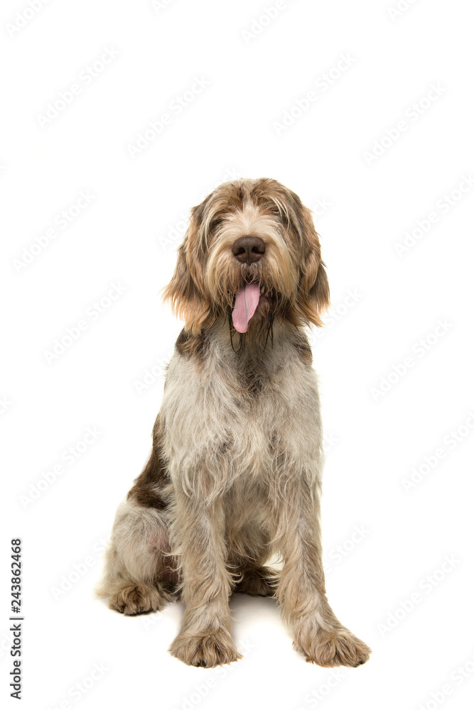 Are Spinone Italiano Noisy