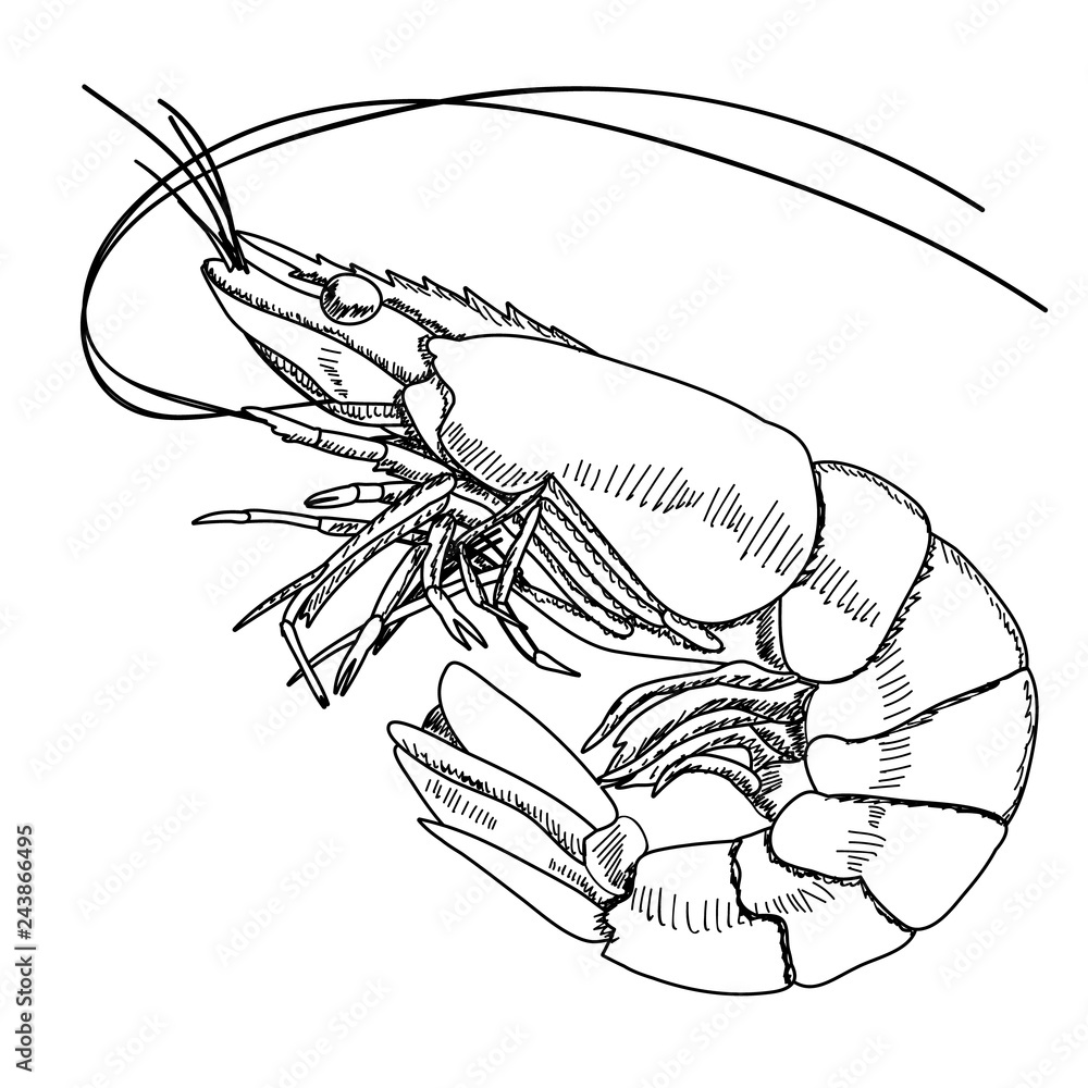 drawing, sketch of shrimp Stock Vector | Adobe Stock