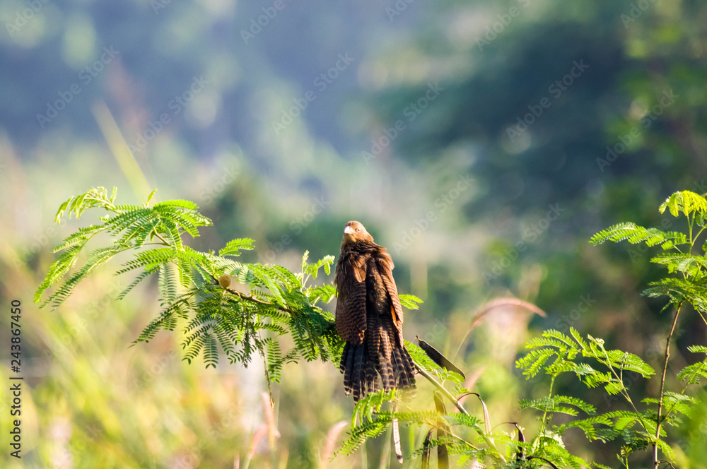 Centropus sinensis Stock Photo | Adobe Stock