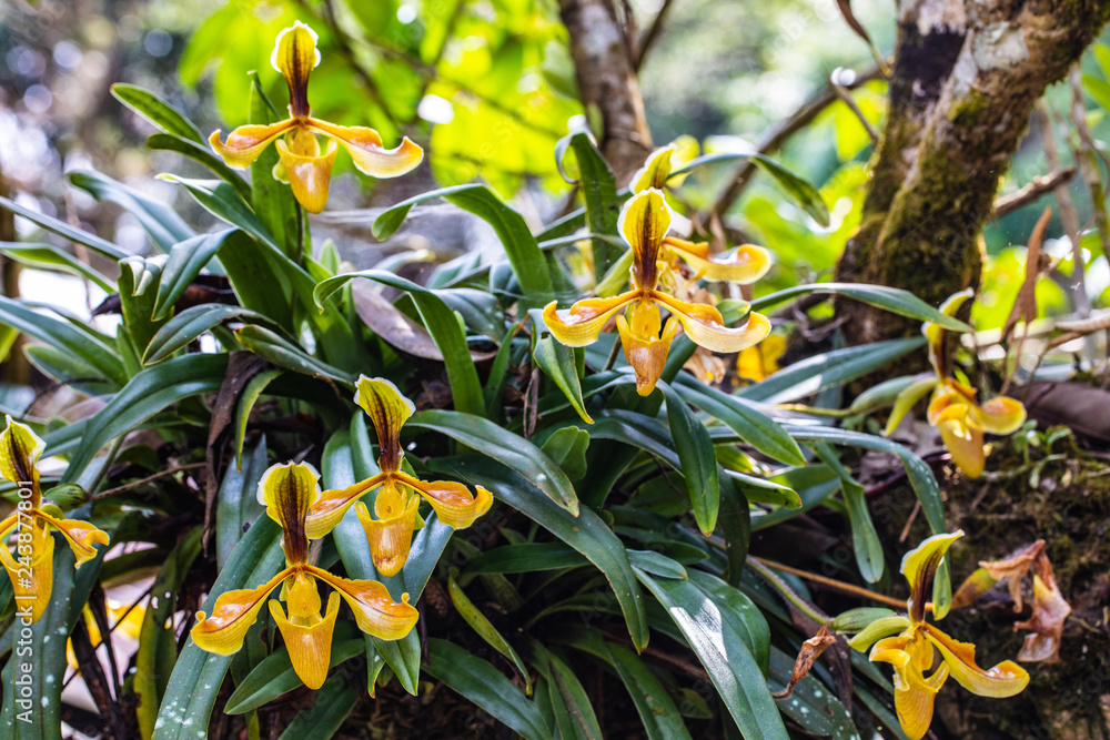 Paphiopedilum-villosum, Beautiful rare wild orchids in tropical forest of Thailand. Stock Photo ...